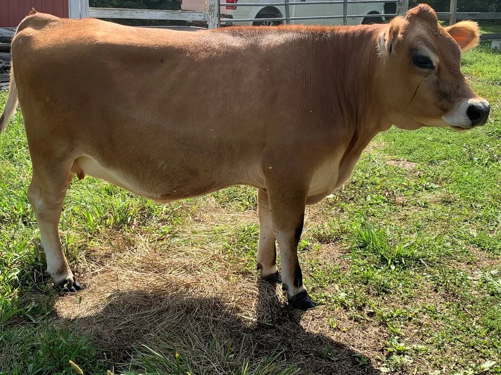 Our Cows — Rosewood Farm Miniature Jerseys
