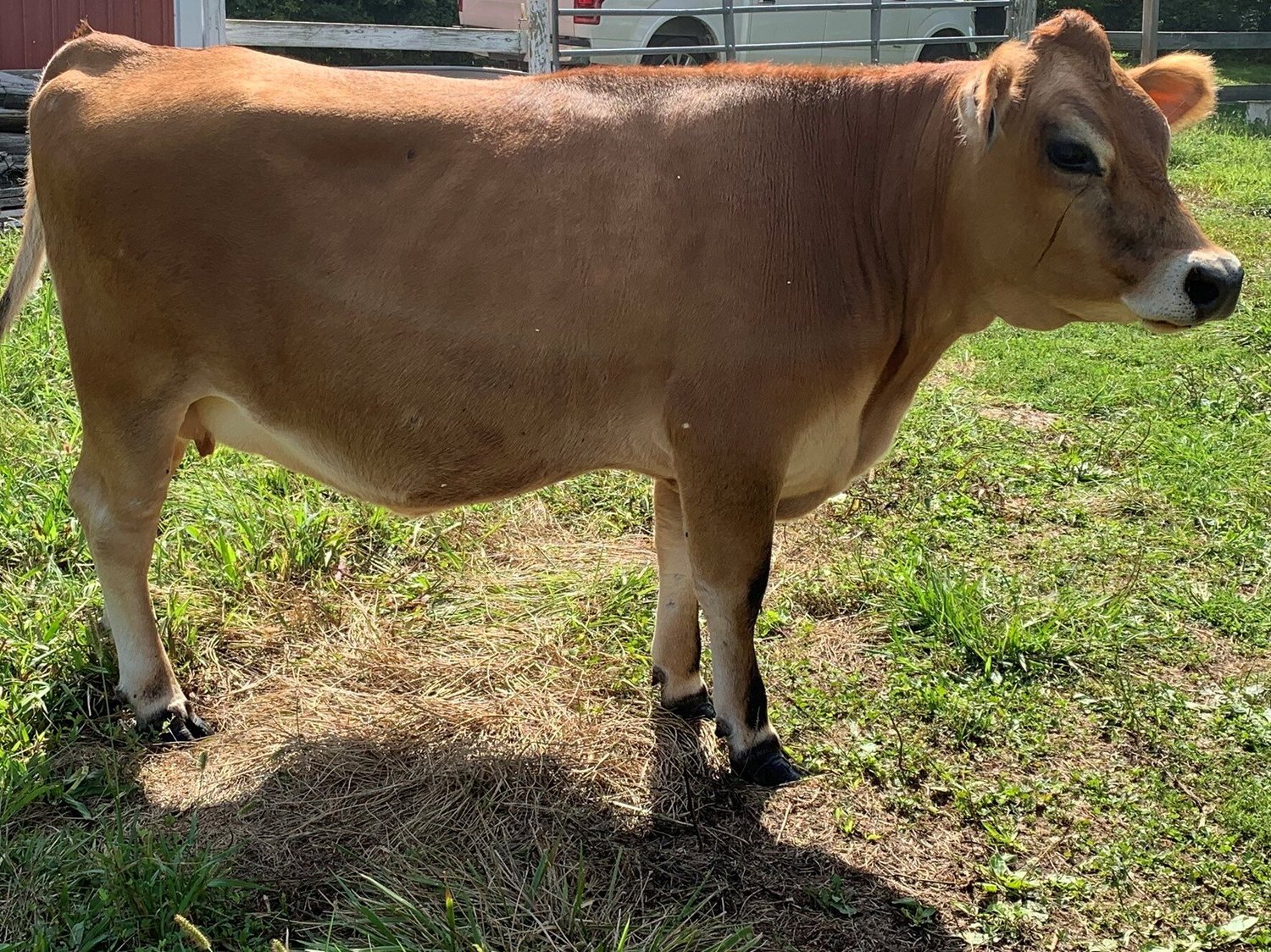 Our Cows — Rosewood Farm Miniature Jerseys