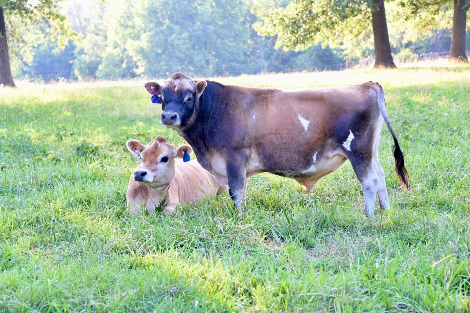 Bulls — Rosewood Farm Miniature Jerseys