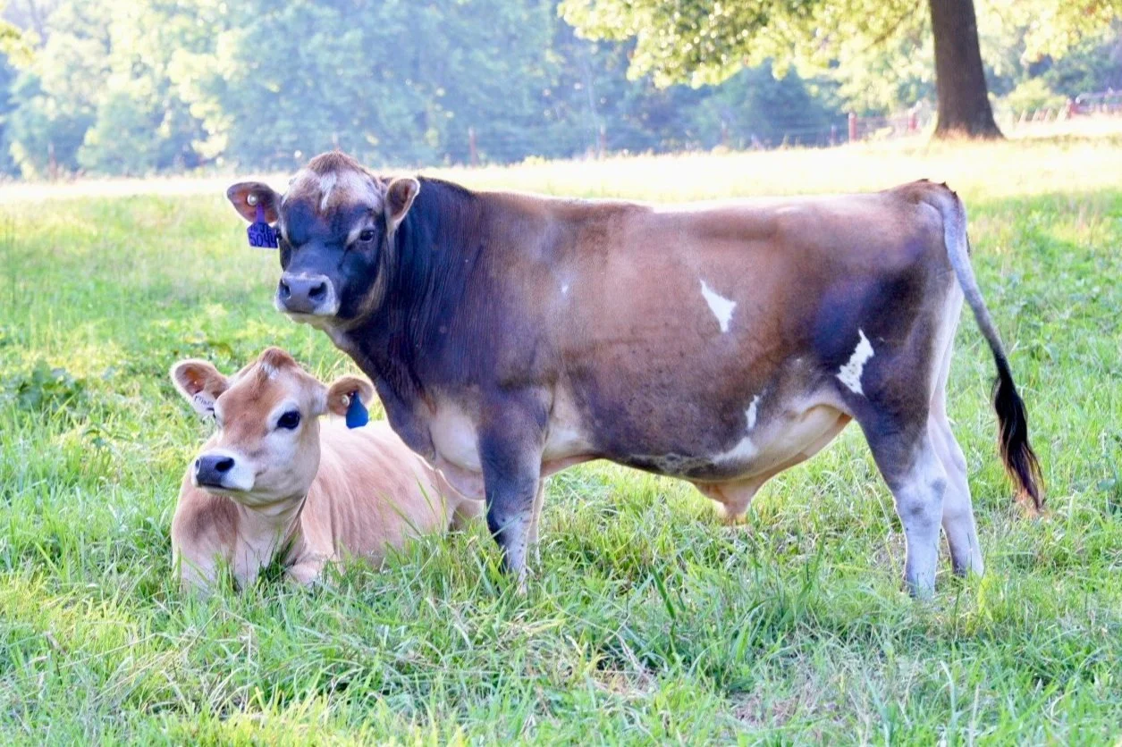 Bulls — Rosewood Farm Miniature Jerseys