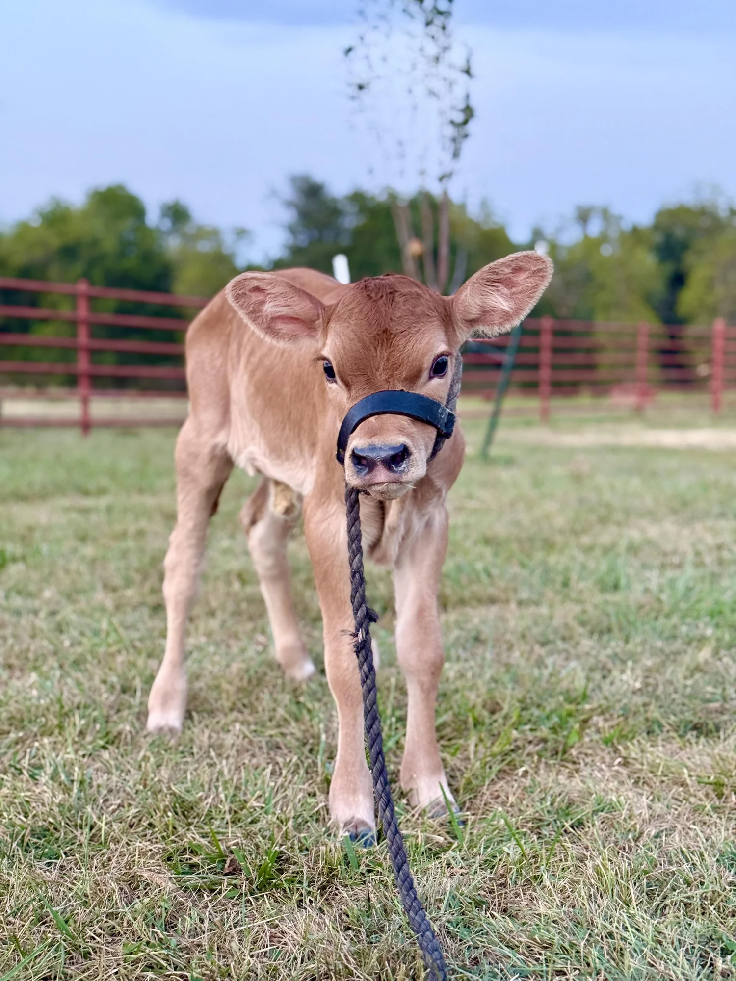 For sale miniature jerseys — Rosewood Farm Miniature Jerseys