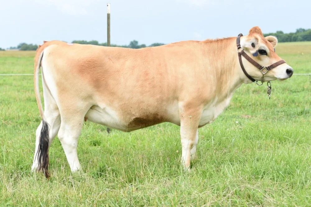 Our Cows — Rosewood Farm Miniature Jerseys