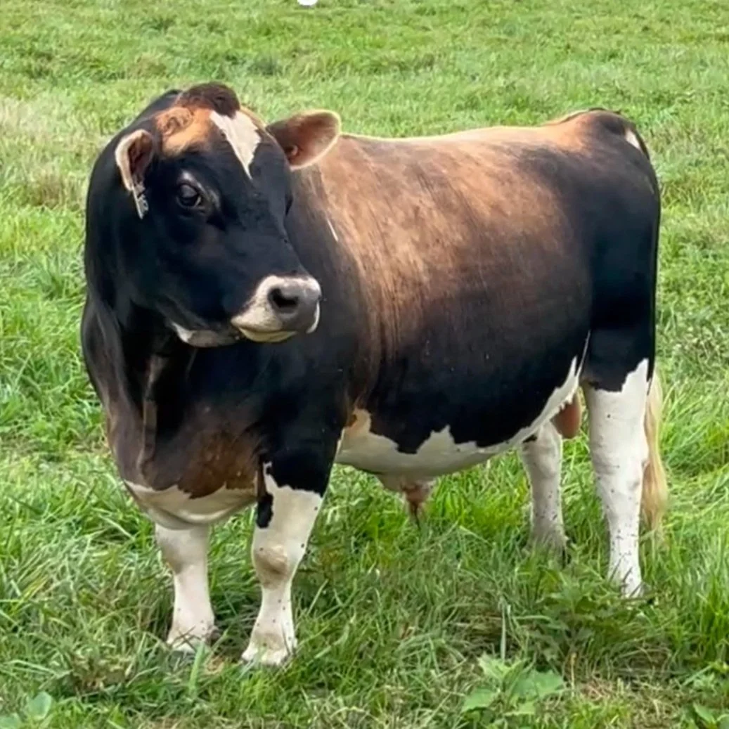 Mini Jersey | Rosewood Farm Miniature Jerseys - Miniature Jersey Cows ...