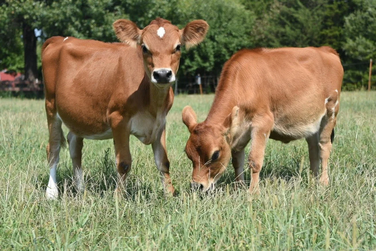 Mini Jersey | Rosewood Farm Miniature Jerseys - Miniature Jersey Cows ...