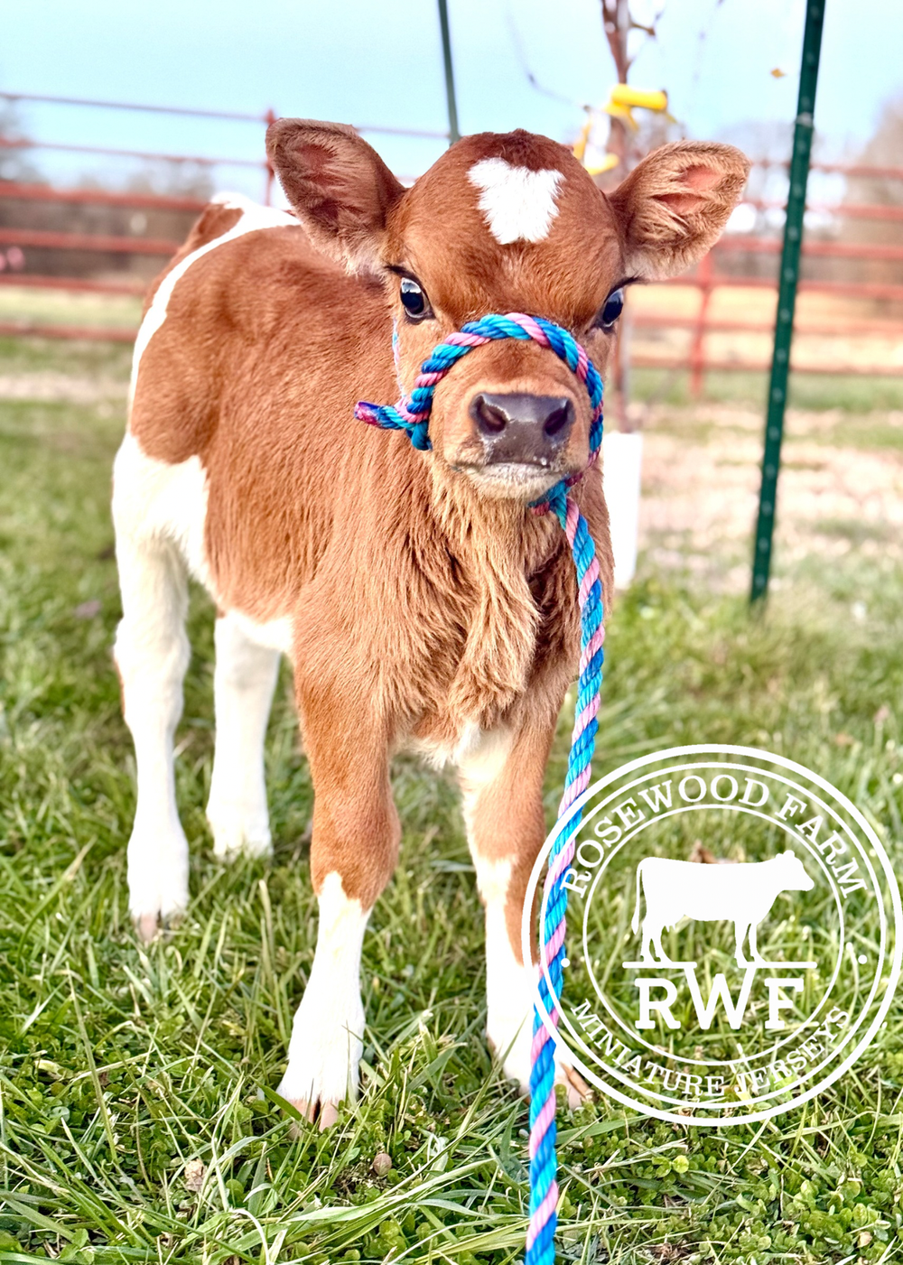 Mini Jersey | Rosewood Farm Miniature Jerseys - Miniature Jersey Cows ...