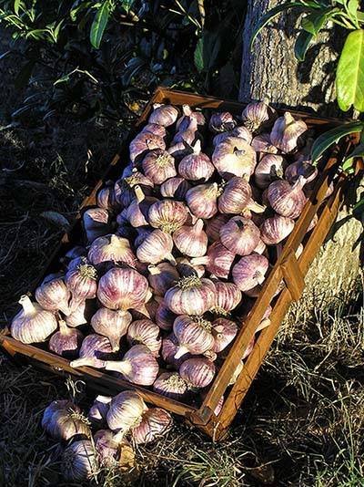 Growing Garlic — Koonya Garlic Festival