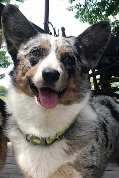 Corgi Puppy Collar Size / So You Re Getting A Puppy Mayflower Pembroke ...