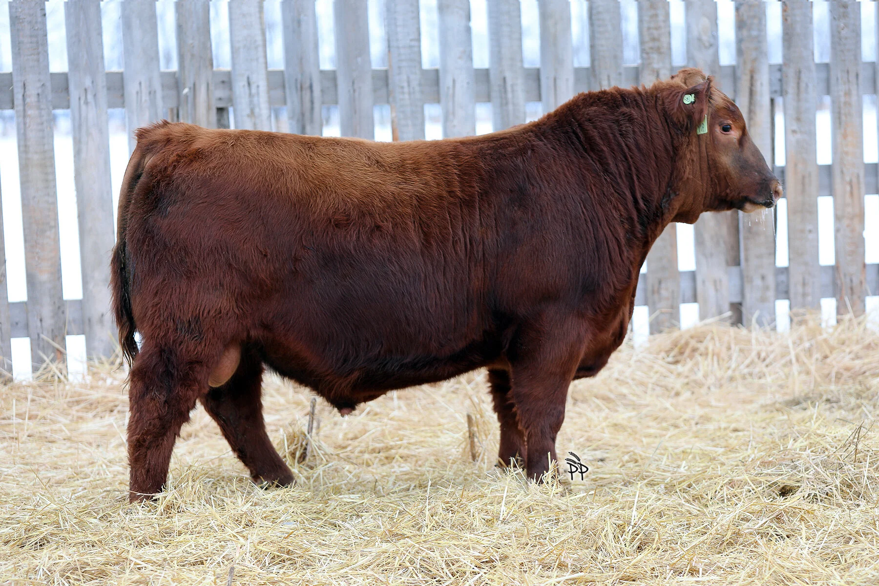 Red Angus Bulls — Mar Mac Farms