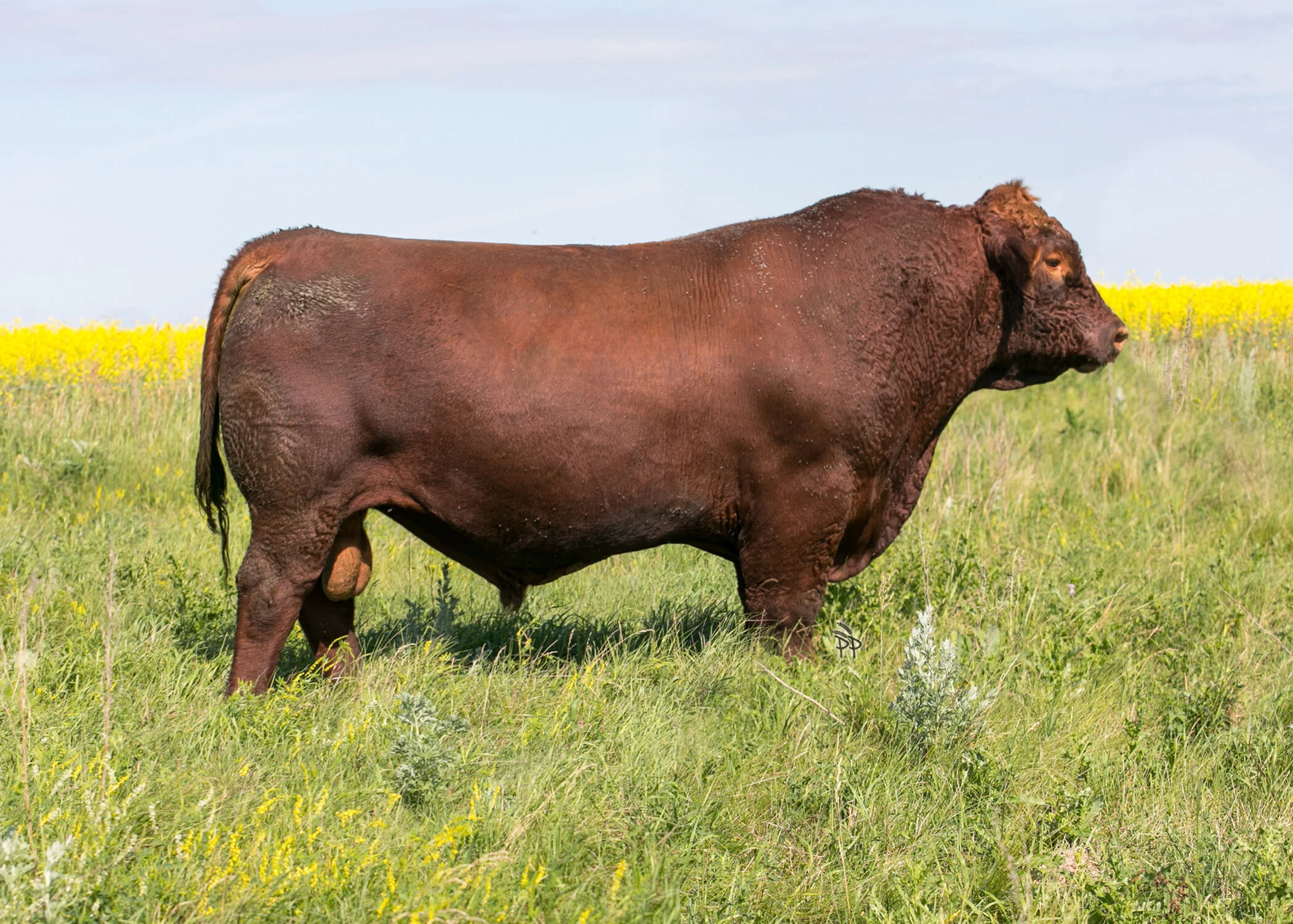 Red Angus Bulls — Mar Mac Farms