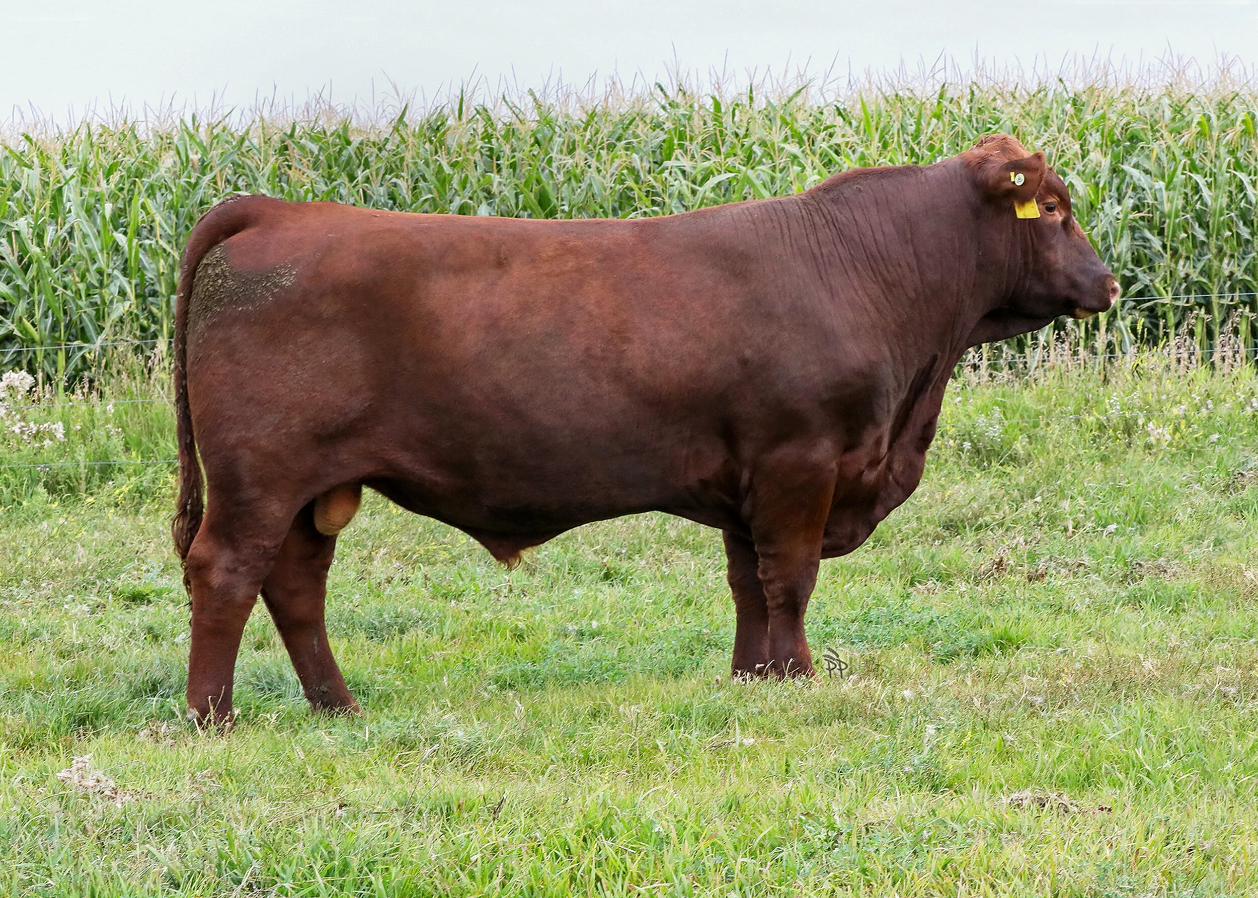 Red Angus Bulls — Mar Mac Farms