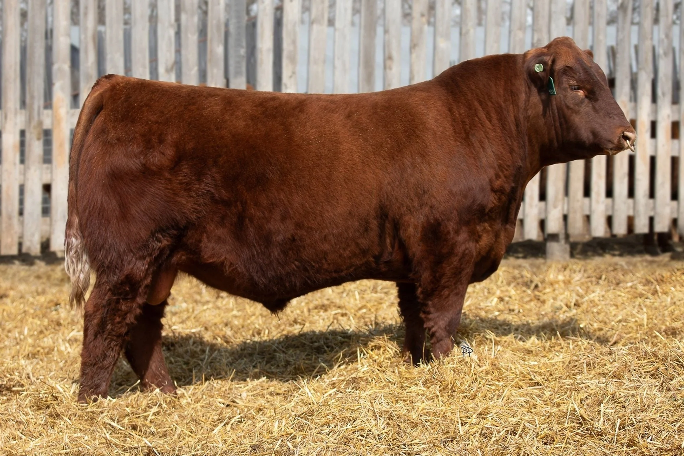 Red Angus Bulls — Mar Mac Farms