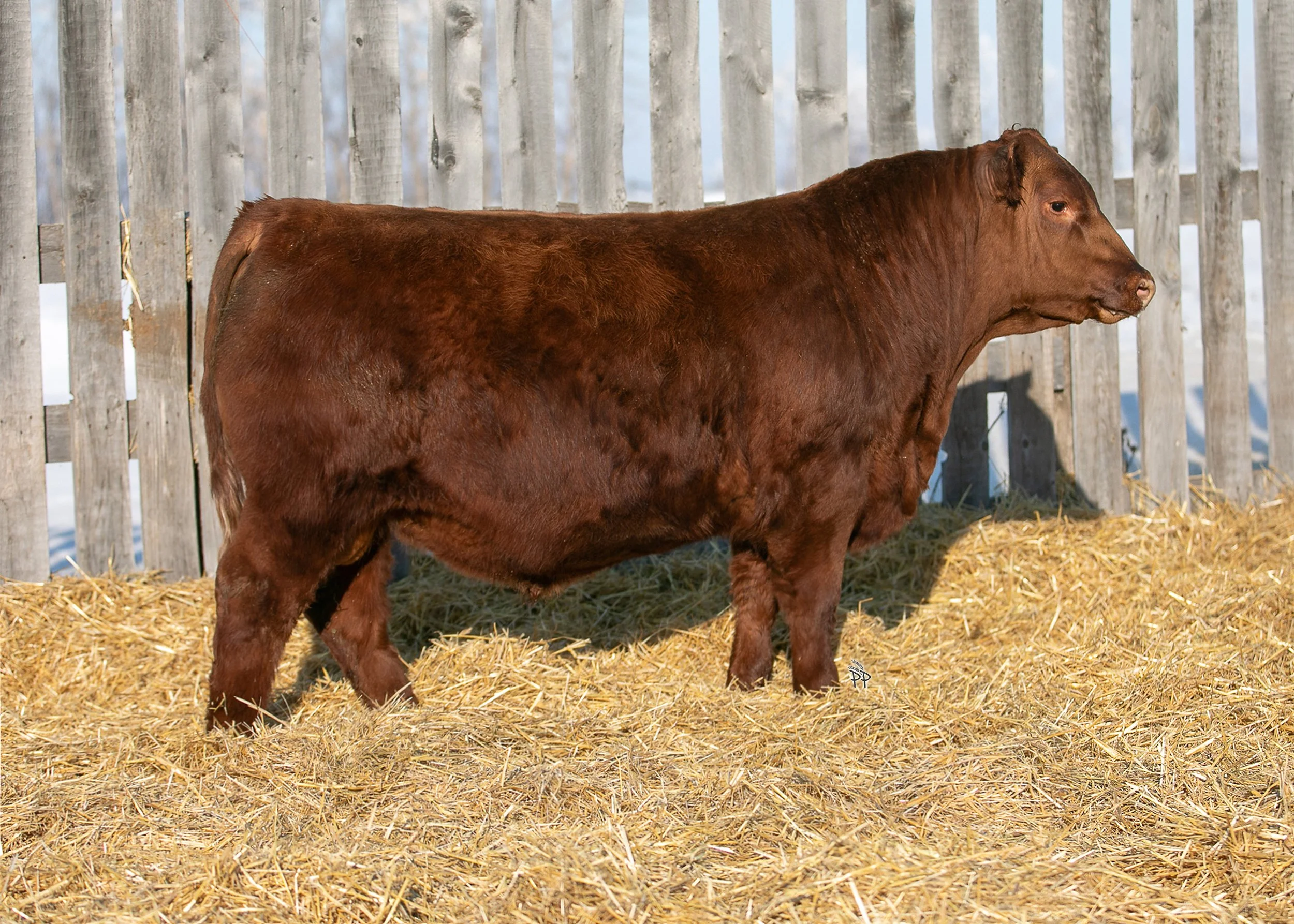 Red Angus Progeny — Mar Mac Farms