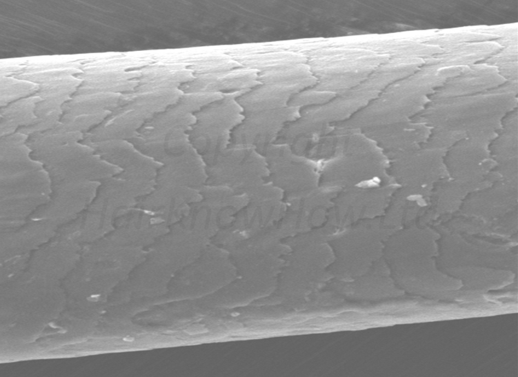 Hair Test And Analysis -Personal And Comprehensive Hair Health, Hair ...