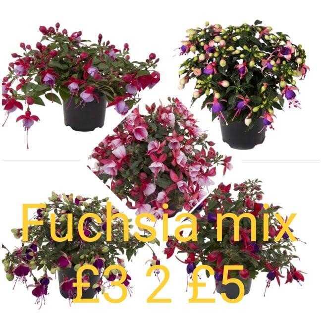 Shop — Lynch's Flowers