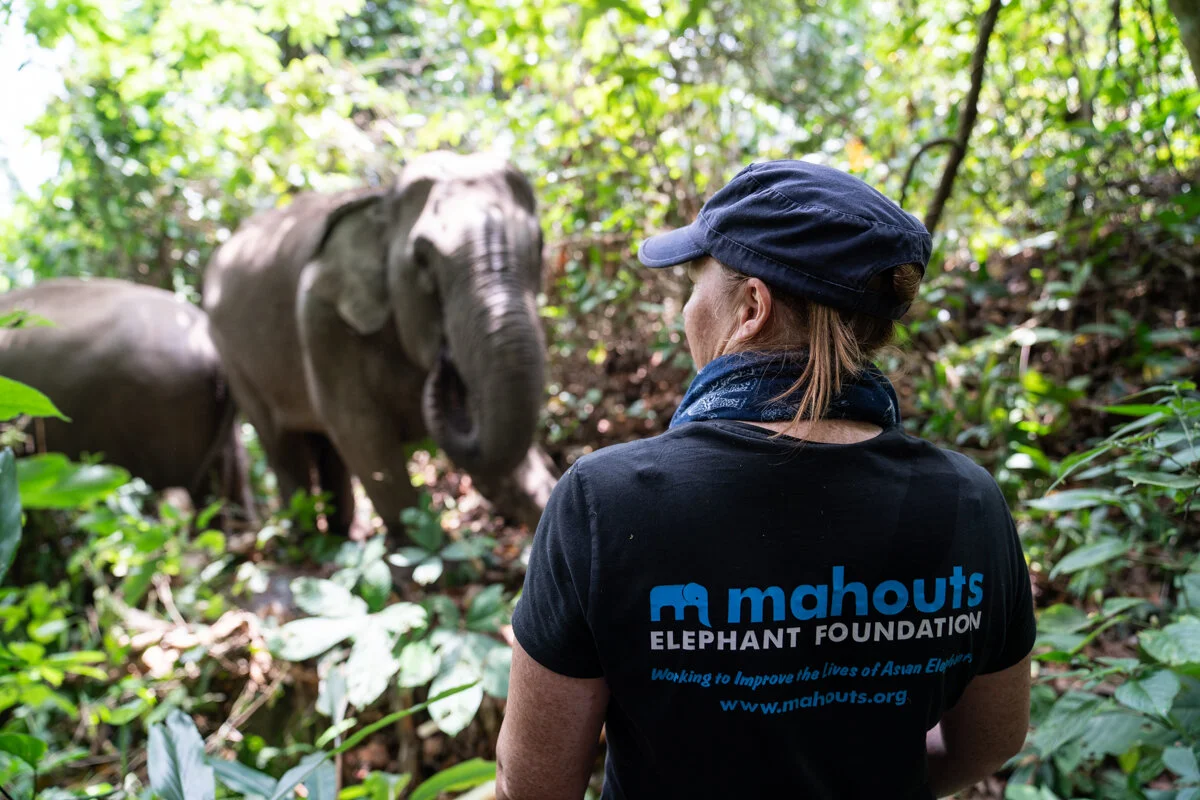 Volunteer with elephants — Mahouts Elephant Foundation