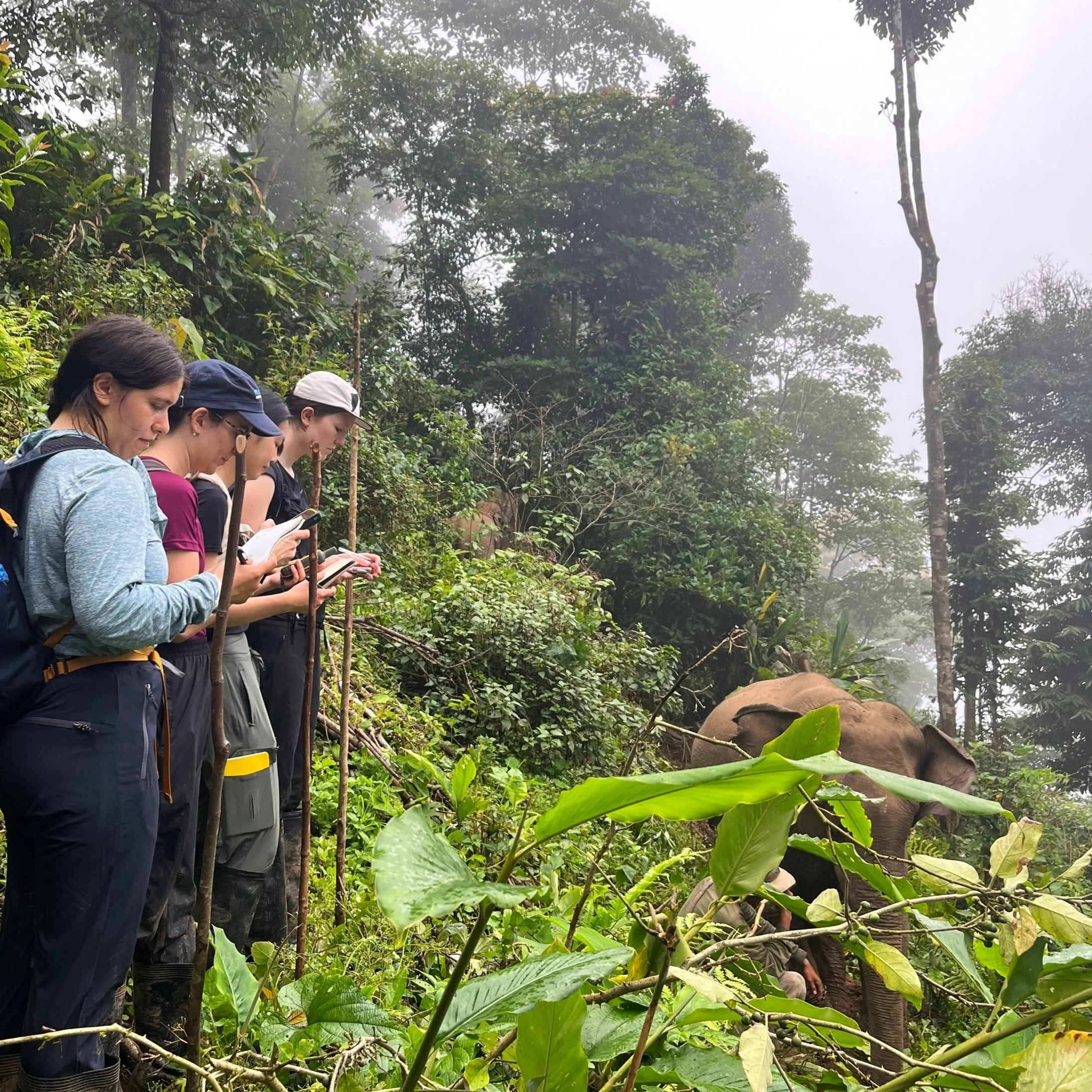 Applied Elephant Behaviour and Conservation Field Course in Thailand ...