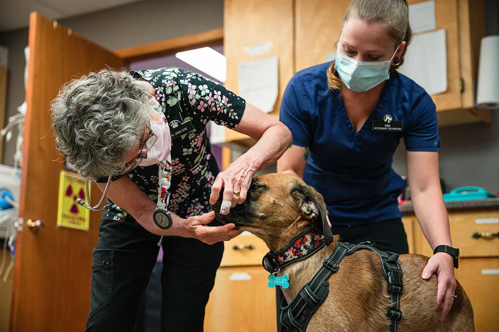 Celebrating 50 Years — Fundy Veterinarians