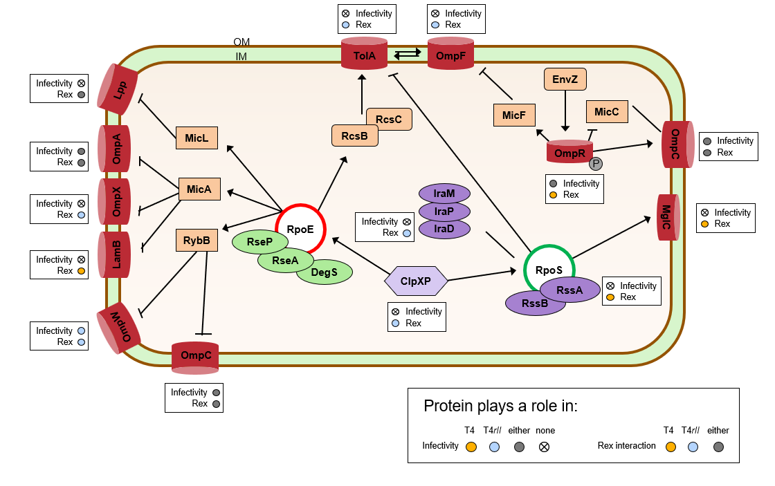 Rex Phenotype — Theraphage