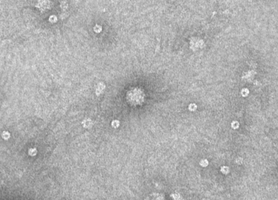 Anellovirus — Theraphage