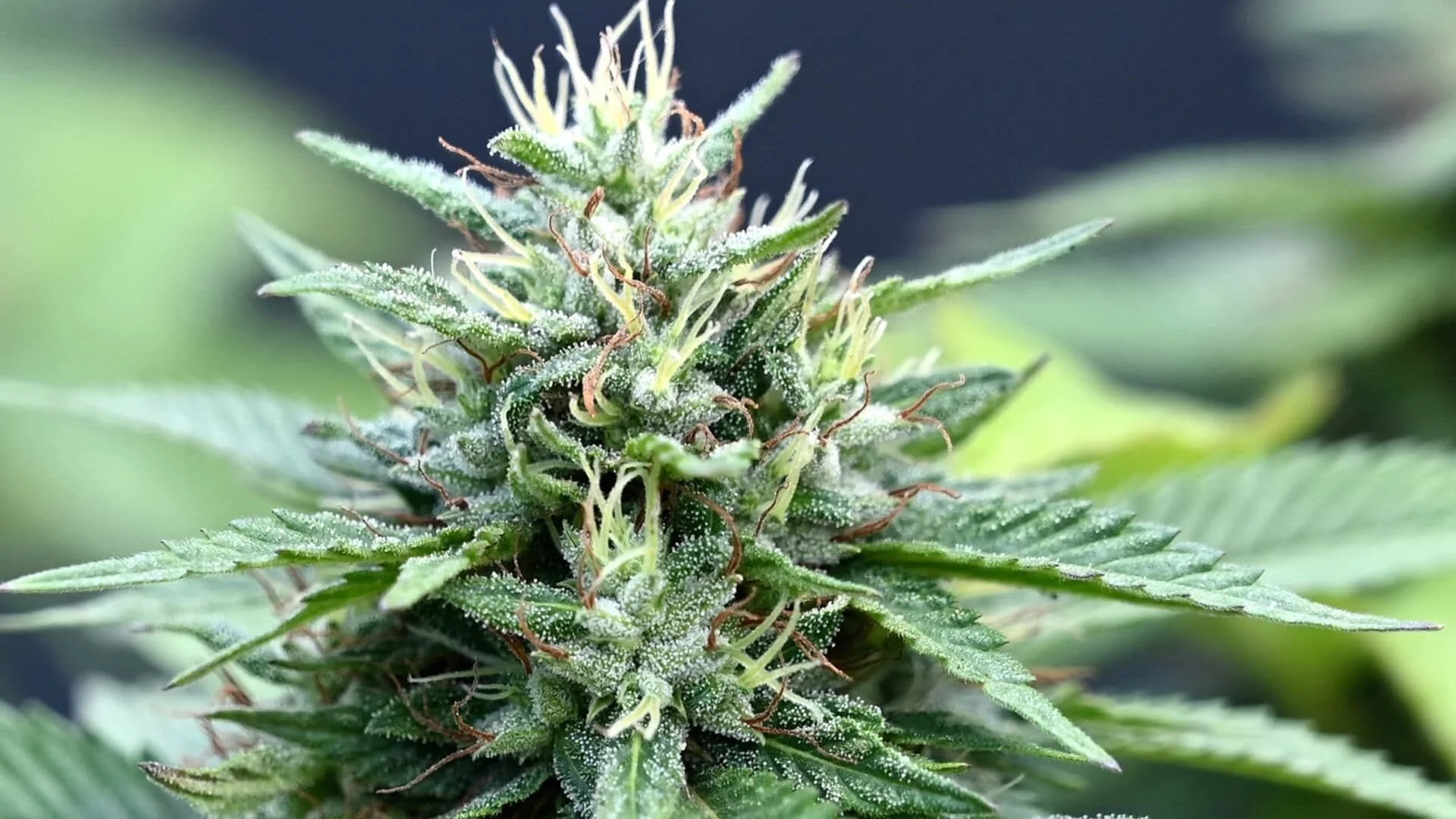 Mississippi Medical Marijuana Hamilton Mobley mississippi-medical-marijuana-hamilton-mobley