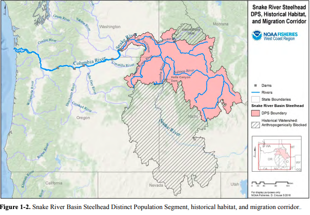 Species Series: B-Run Steelhead — Idaho Wildlife Federation