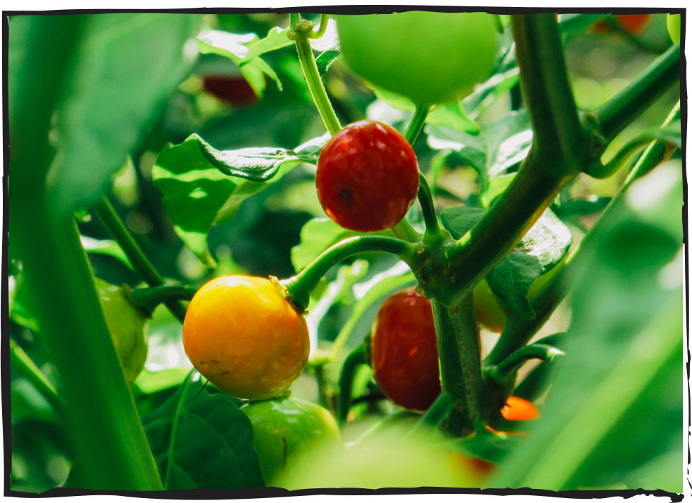 Peppers - Wiri Wiri — UCHU Spice