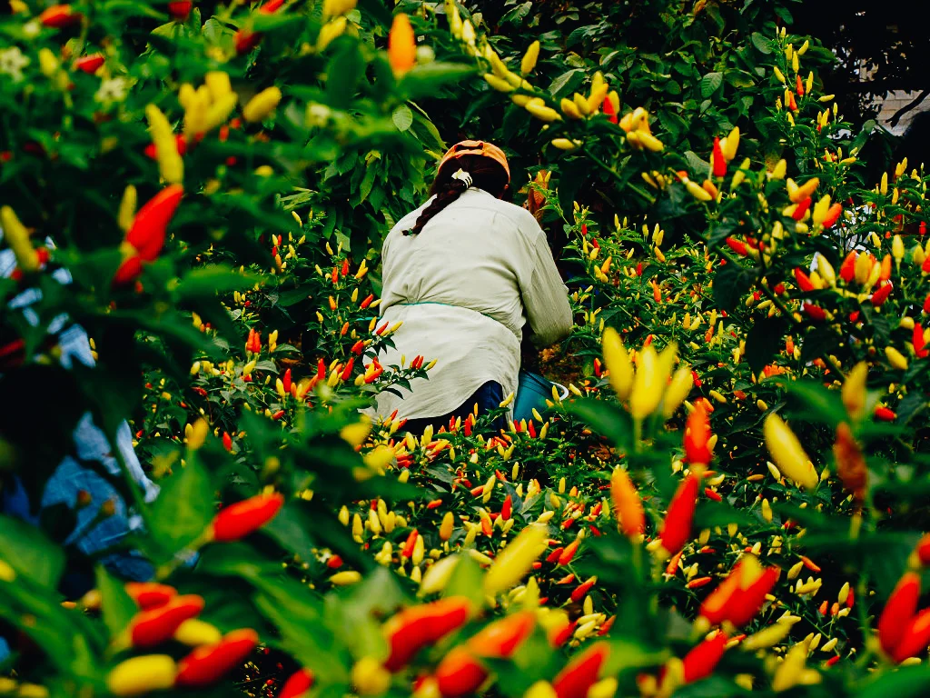 The story of Proaji Ecuador and Pizca foods Peru — UCHU Spice