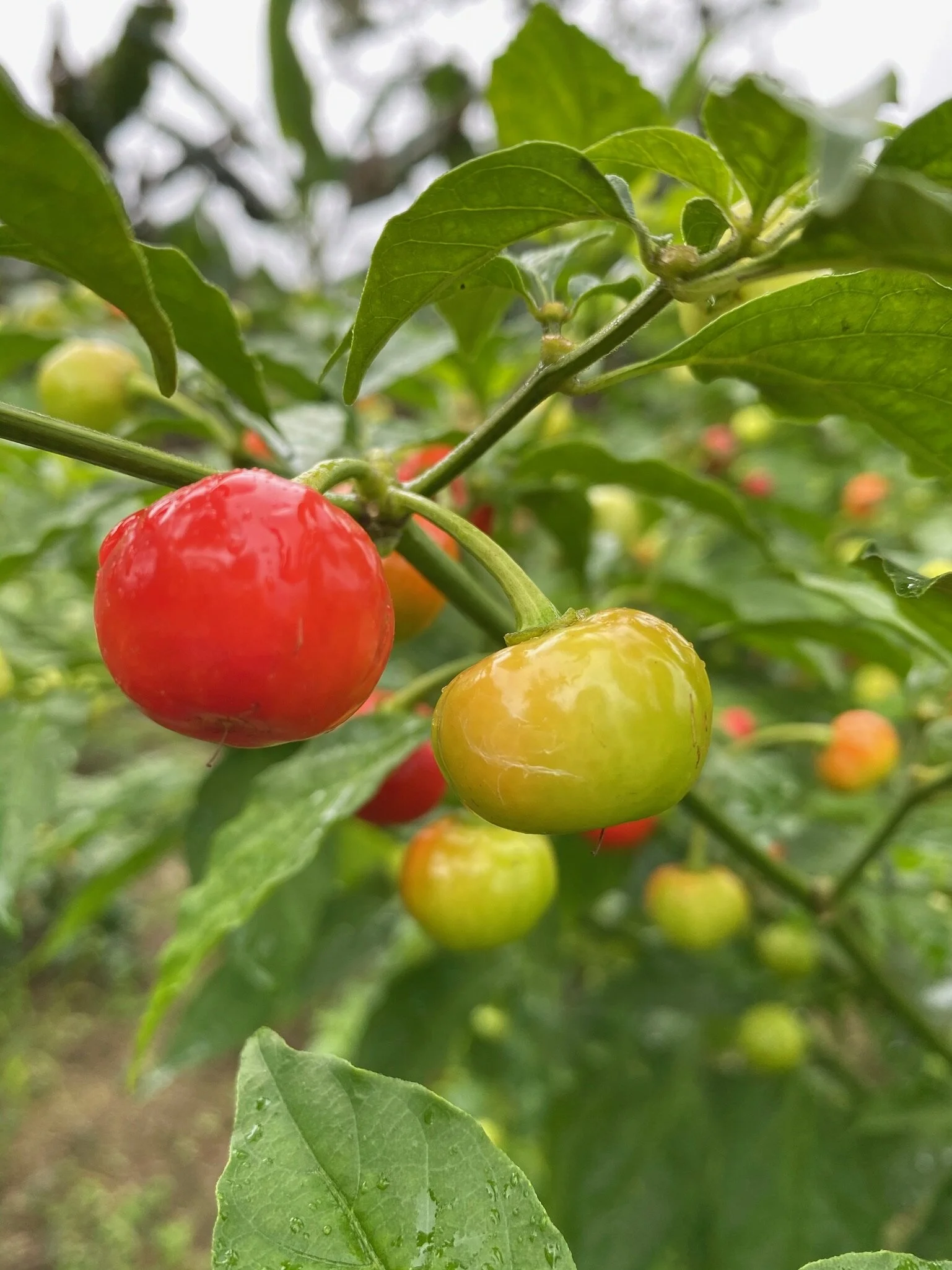 Wiri Wiri: one of our new and best hot peppers | UCHU Spice — UCHU Spice