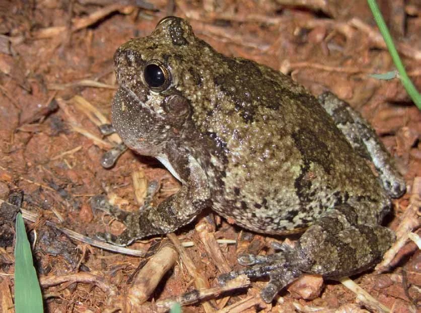 AAH Sanctuary Species-Frogs-Toads — Northern Virginia Bird Alliance
