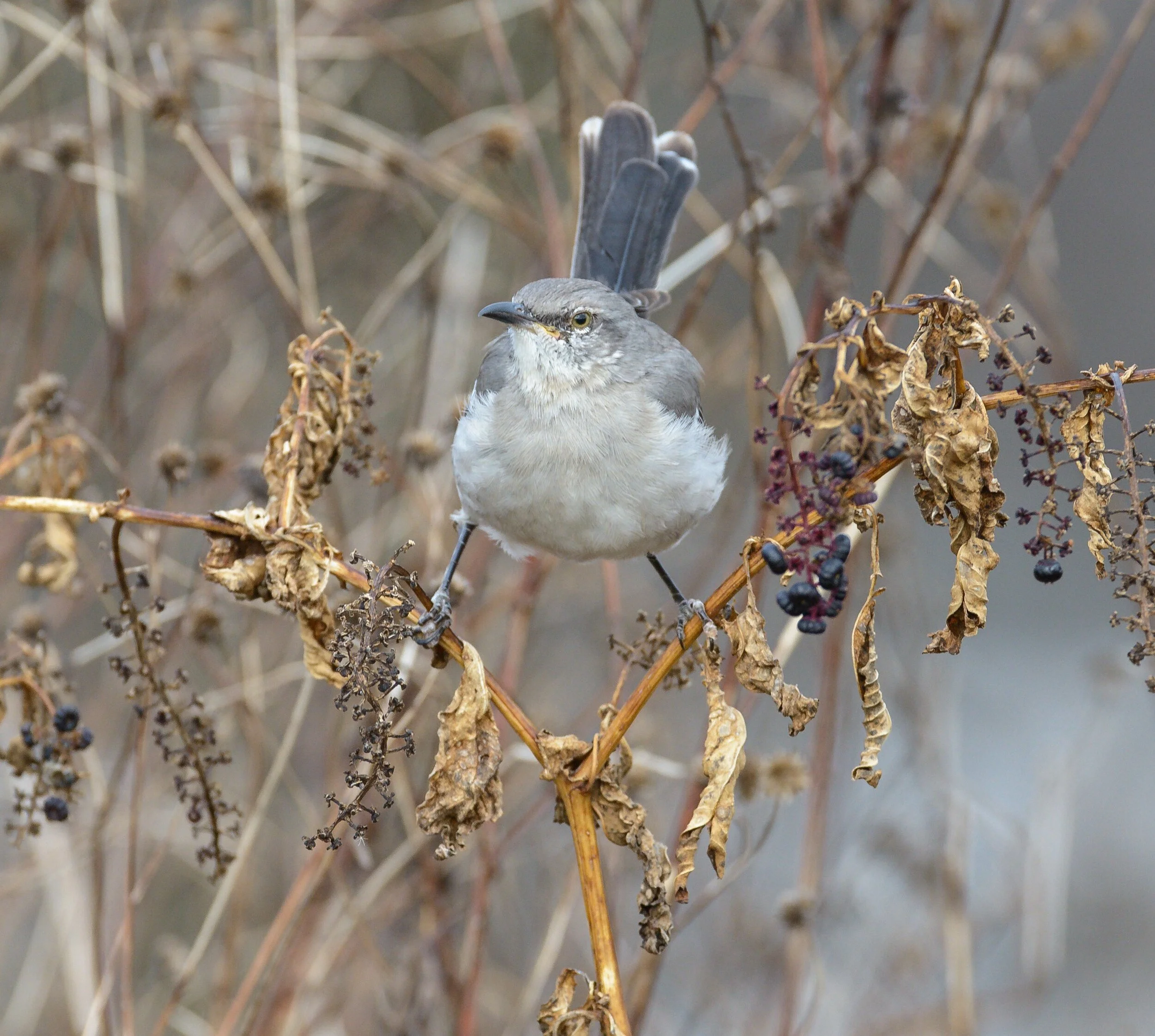 Bird of the Month: Northern Mockingbird — Northern Virginia Bird Alliance