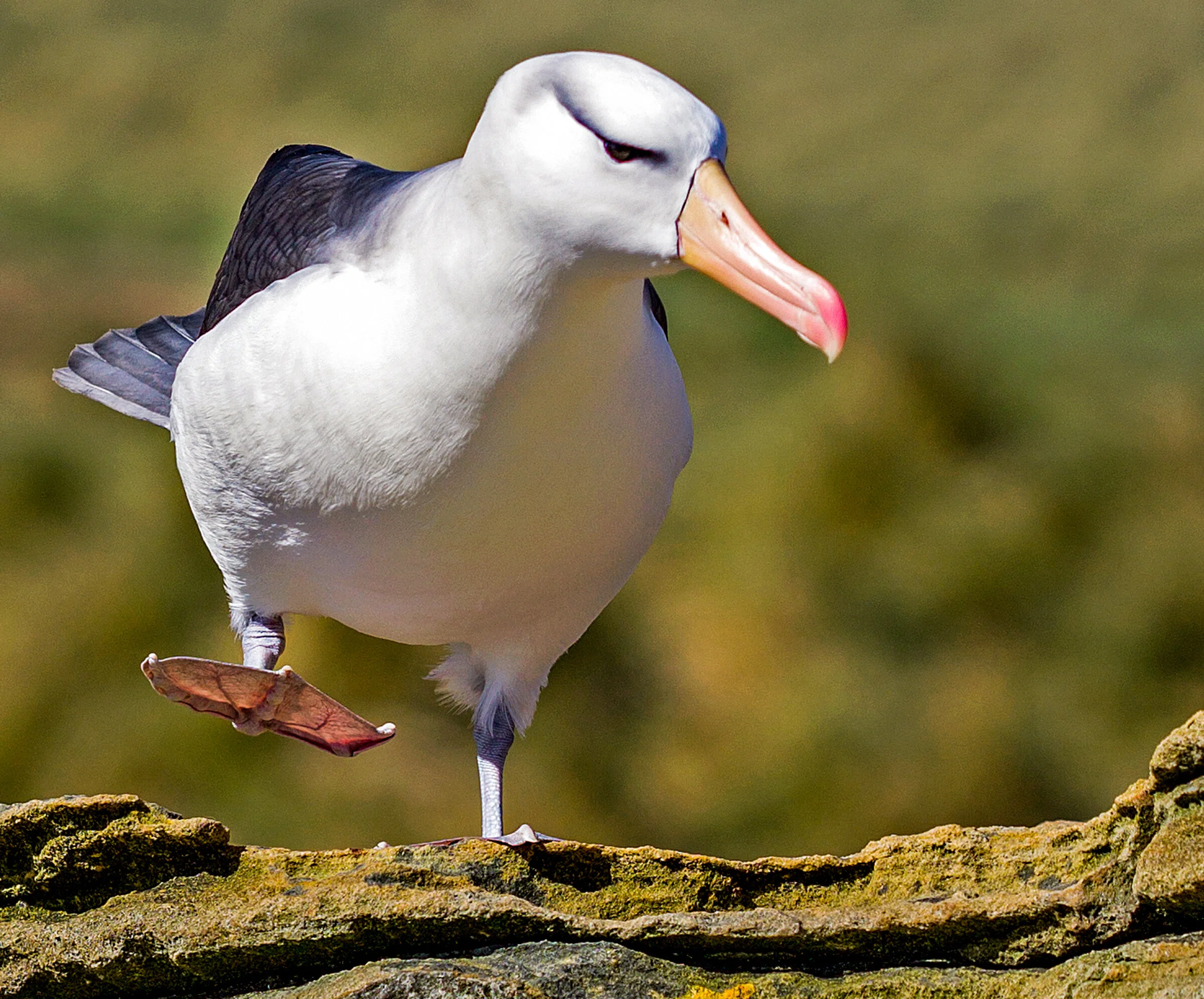 Birds of the Month: Albert and Wisdom — Northern Virginia Bird Alliance
