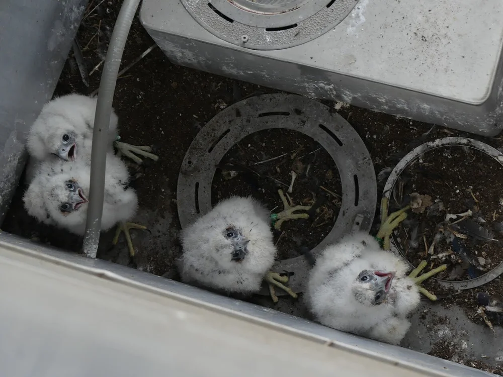 Recovery of the Peregrine Falcon – A Conservation Success Story ...