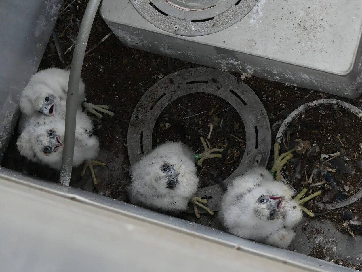Recovery of the Peregrine Falcon – A Conservation Success Story ...