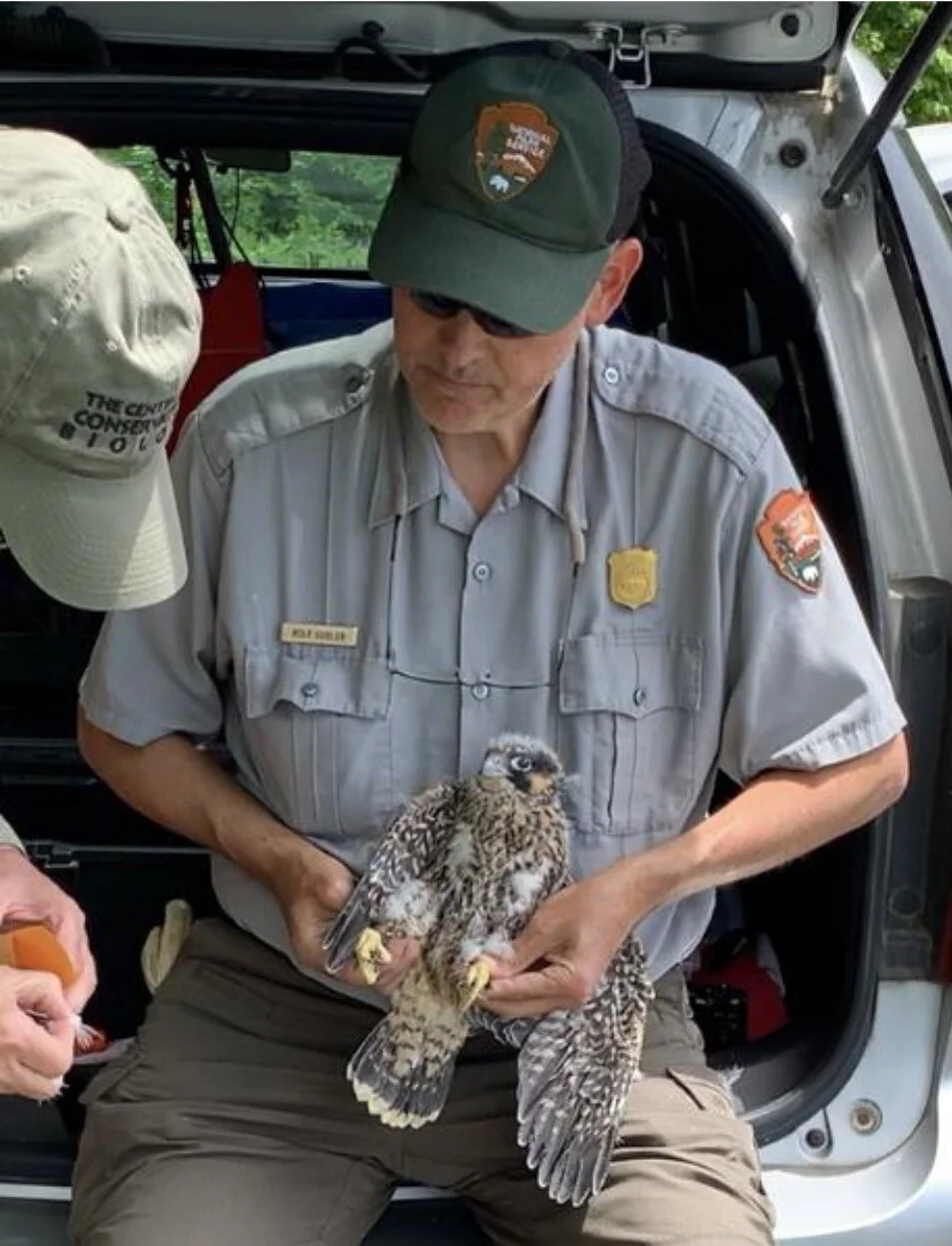 Bringing Peregrine Falcons Back to Virginia’s Mountains — Northern ...