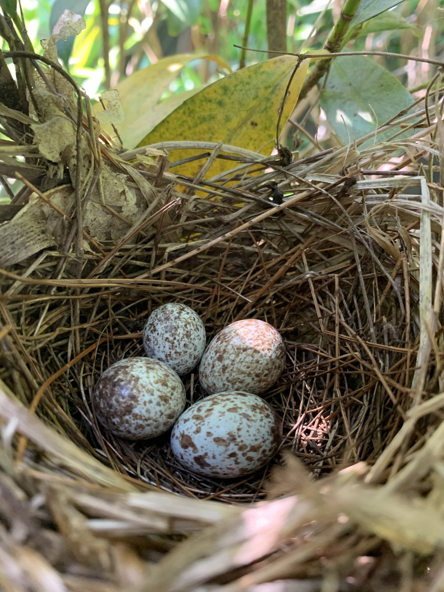 Red Cardinal Eggs