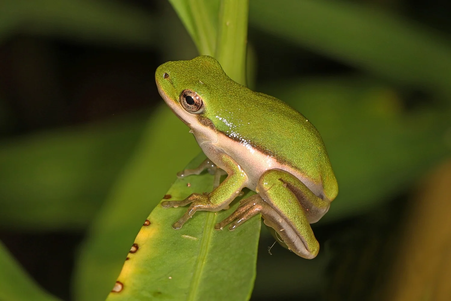AAH Sanctuary Species-Frogs-Toads — Northern Virginia Bird Alliance