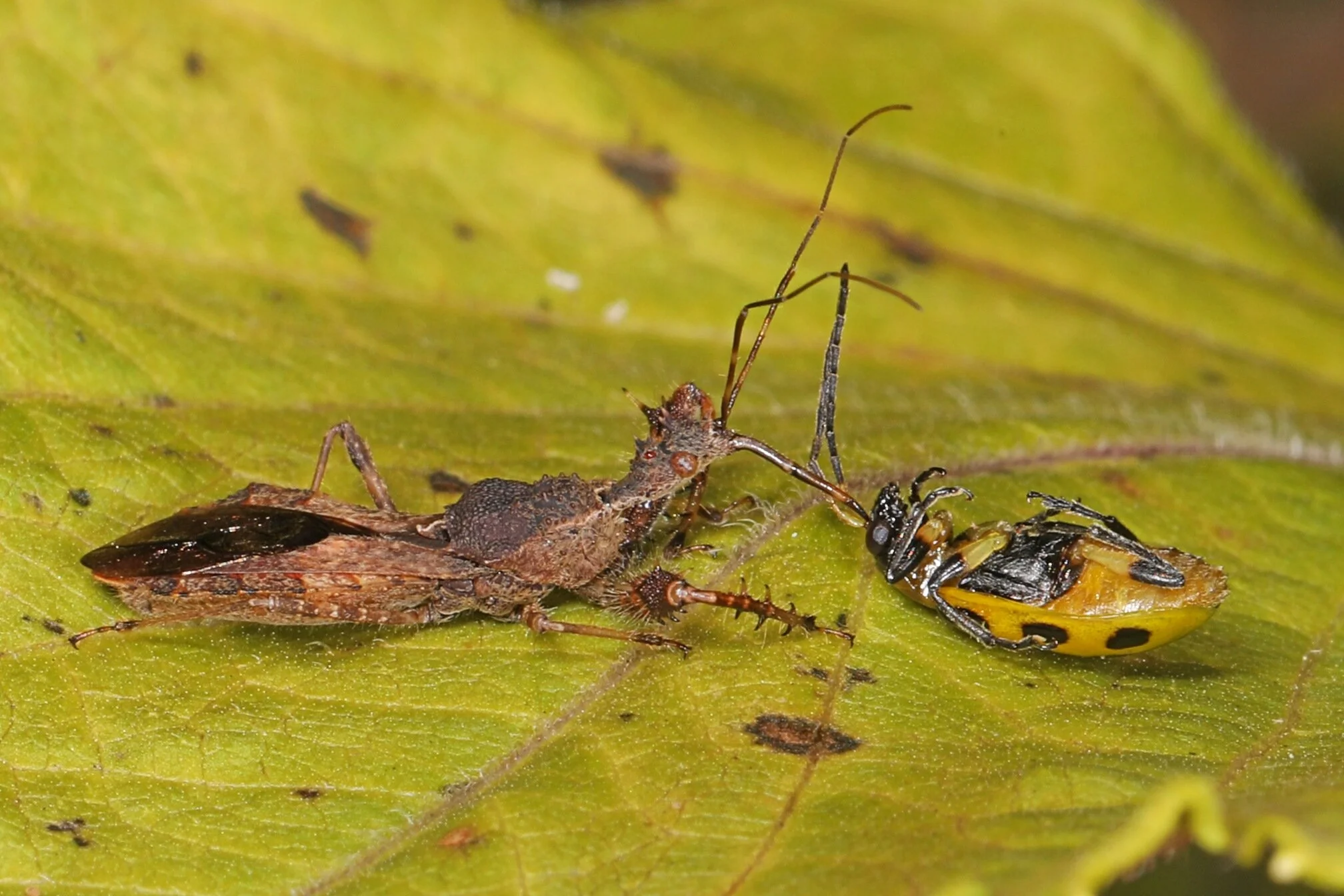 Observations from Meadowood: October — Northern Virginia Bird Alliance