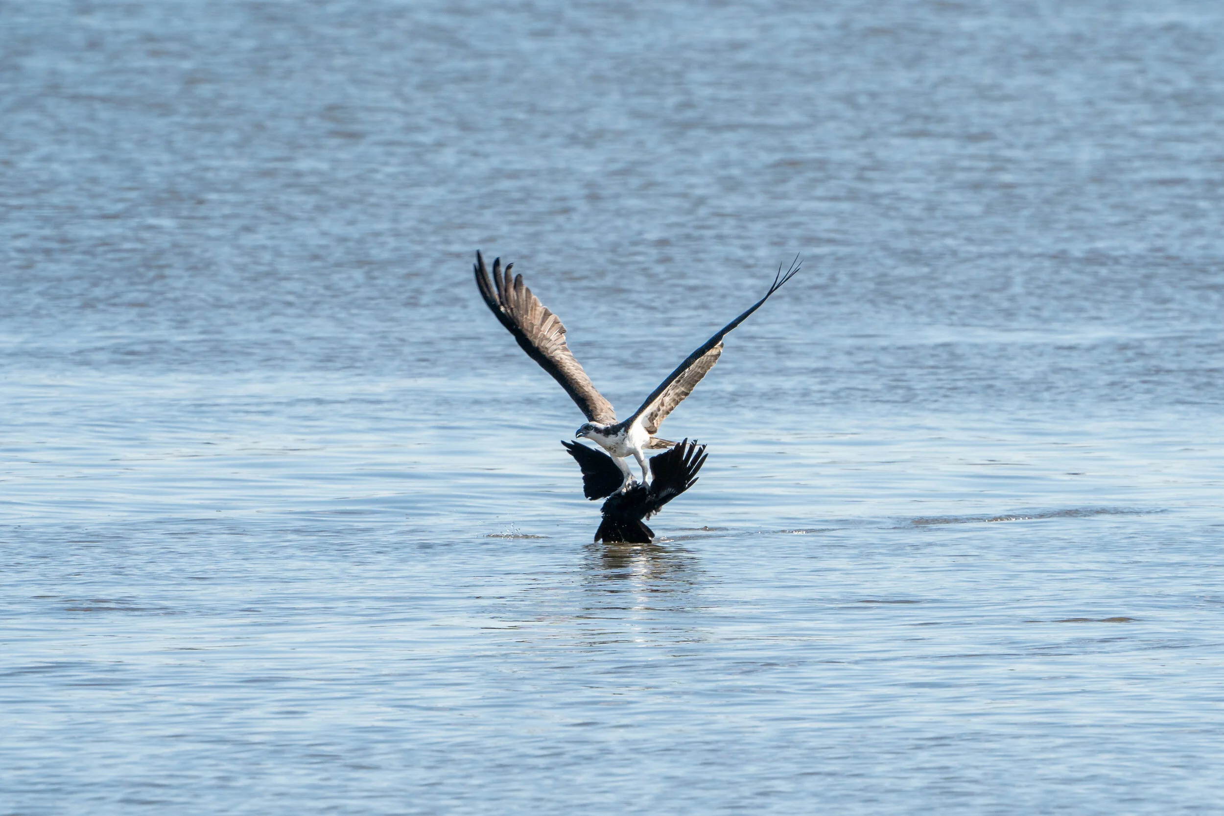 Osprey Killing a Crow in Alexandria, VA — Northern Virginia Bird Alliance