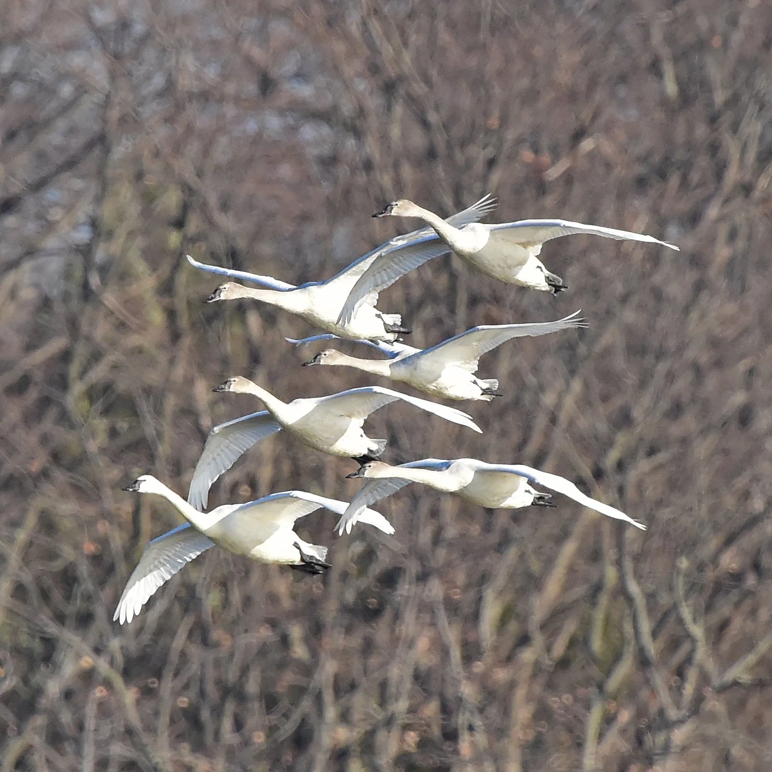Swanfall — Northern Virginia Bird Alliance