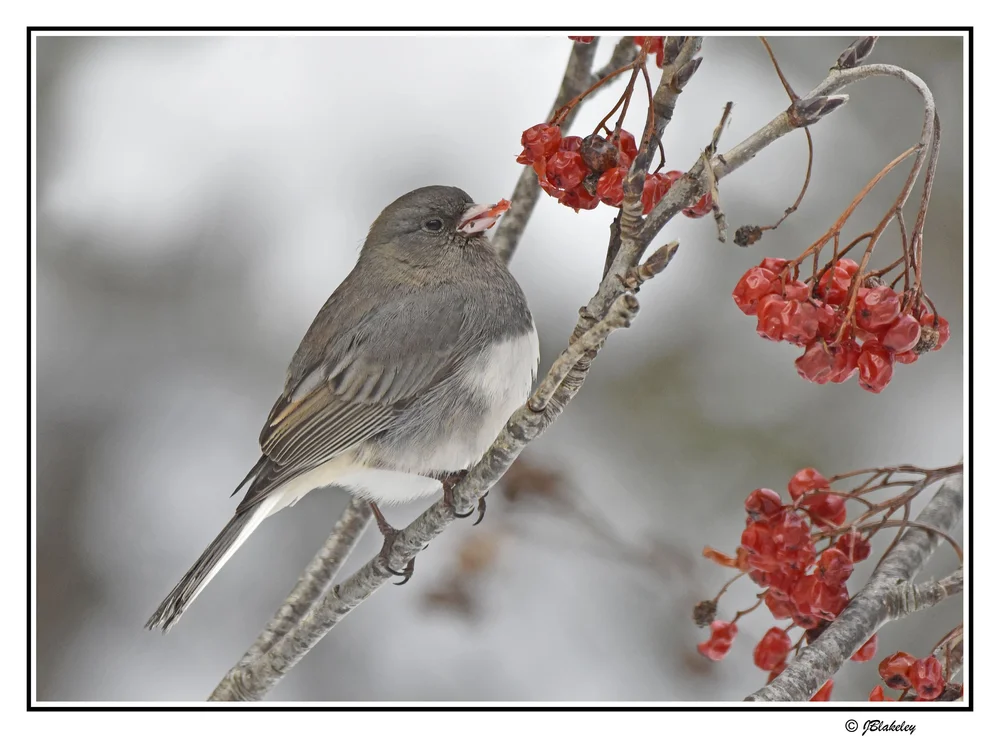 December 2021 Bird of the Month — Northern Virginia Bird Alliance