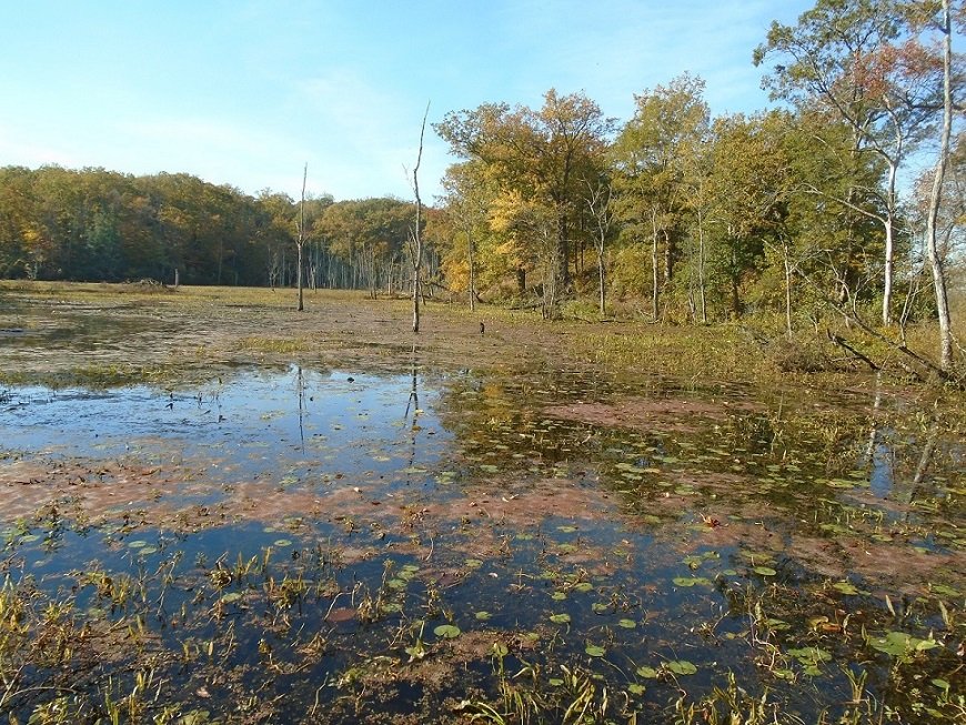 The Importance of Wetlands — Northern Virginia Bird Alliance