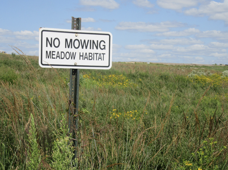 Life at the Landfill: Much More than Trash — Northern Virginia Bird ...