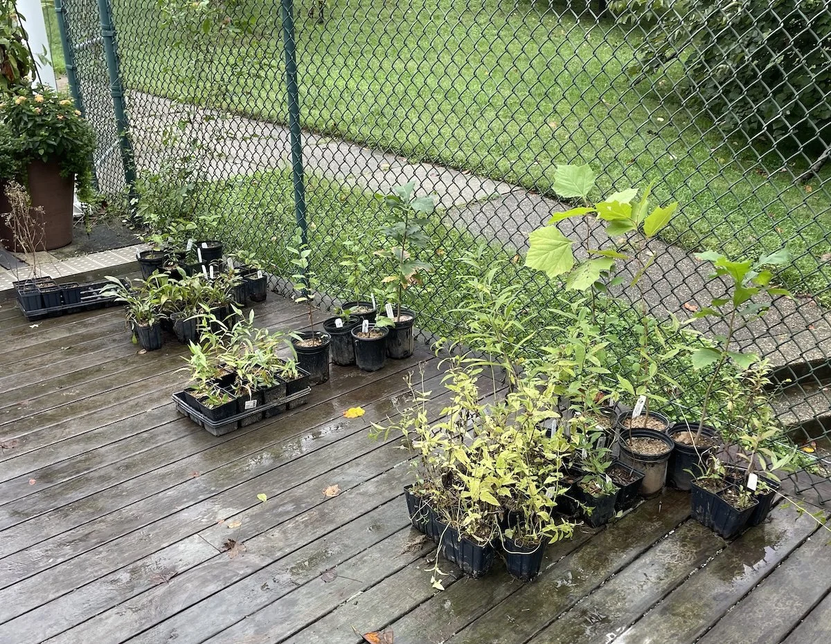 Come help plant our generous wild plant donation from Earth Sangha ...