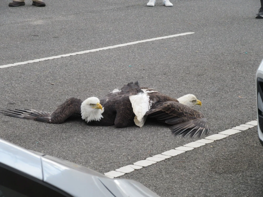 Two Entangled Bald Eagles Fell from the Sky — Northern Virginia Bird ...