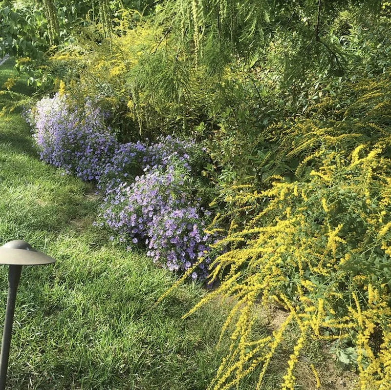 Northern Virginia Bird Alliance