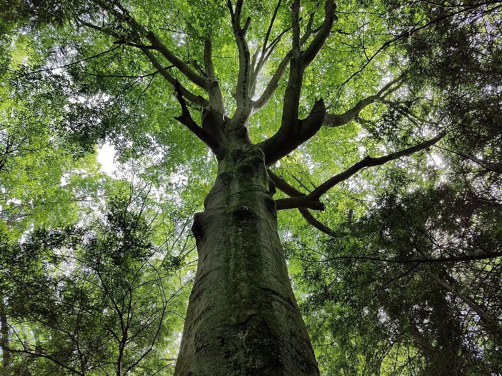 Tree Canopy — Northern Virginia Bird Alliance