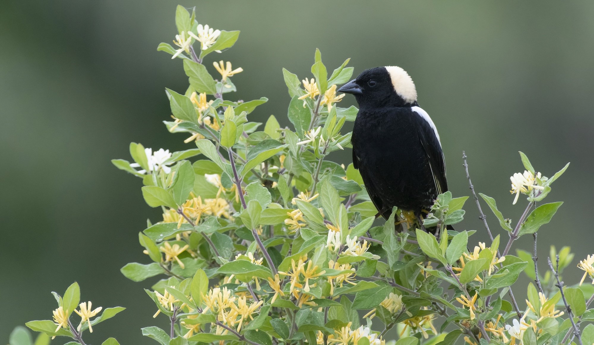 The Bobolink — Northern Virginia Bird Alliance