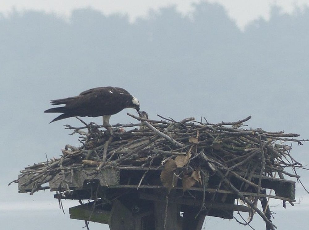 Ospreys May Be in Trouble Again — Northern Virginia Bird Alliance