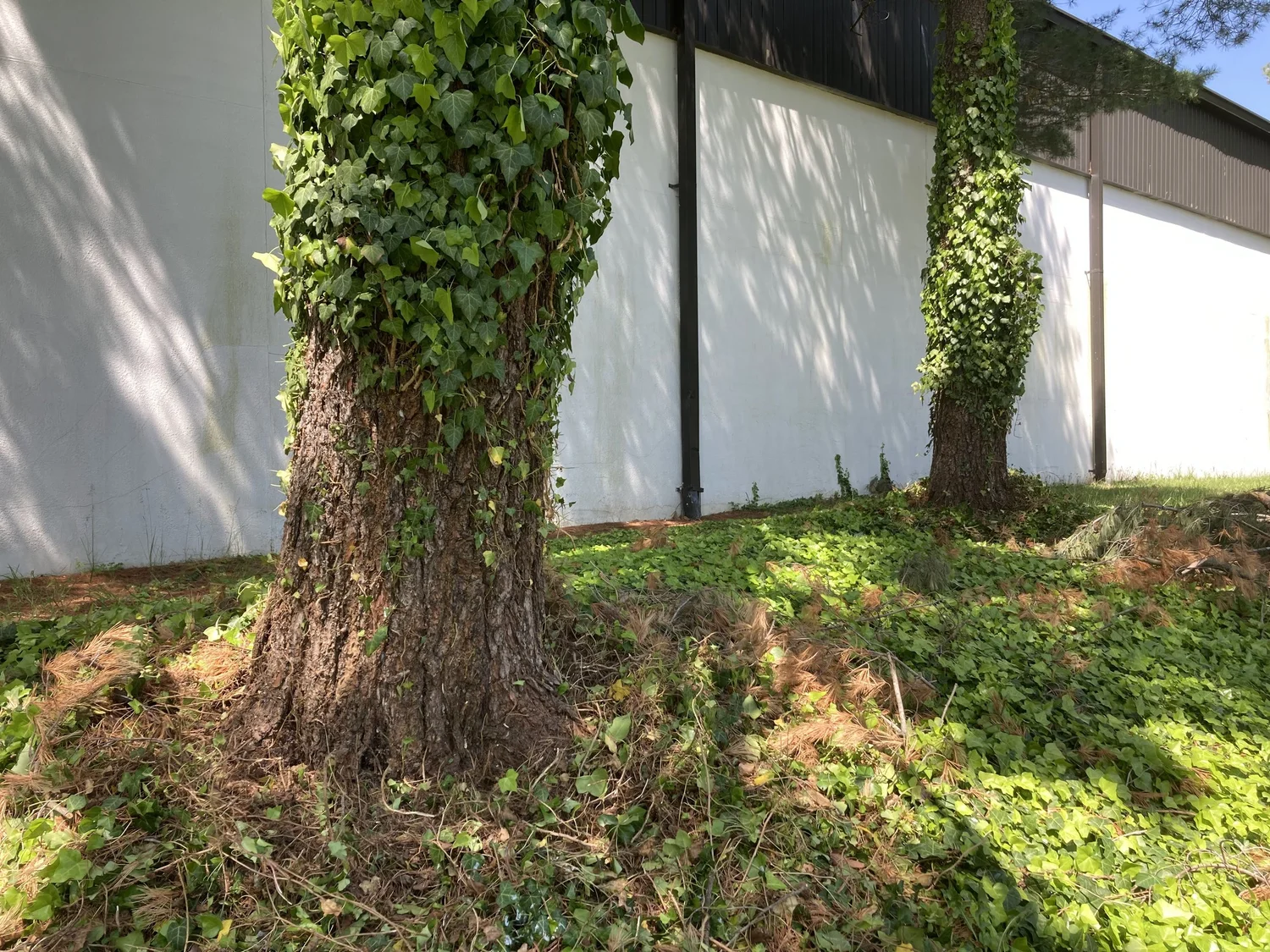 Controlling English Ivy Saves Trees and Combats Climate Change ...
