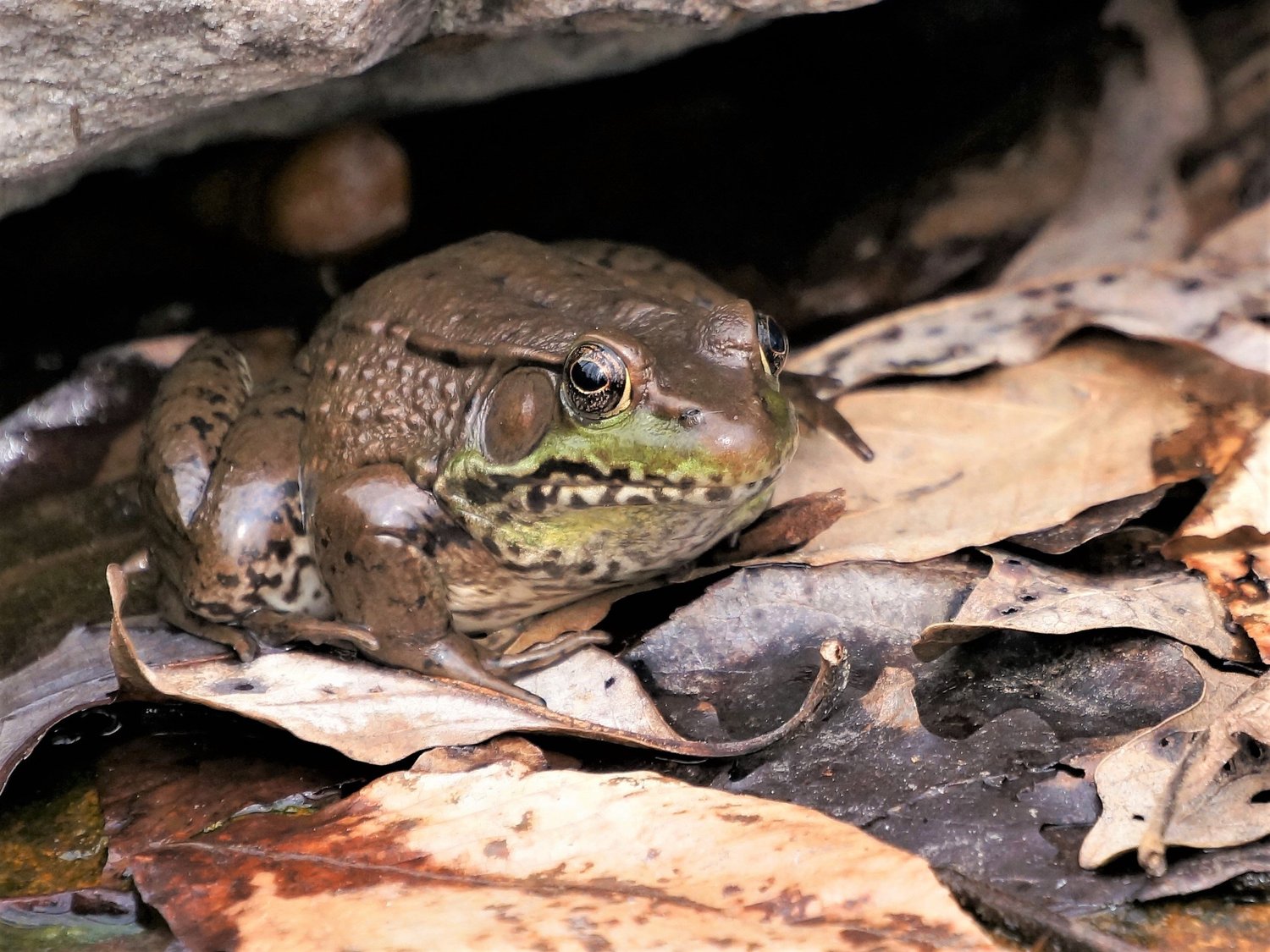 AAH Sanctuary Species-Frogs-Toads — Northern Virginia Bird Alliance
